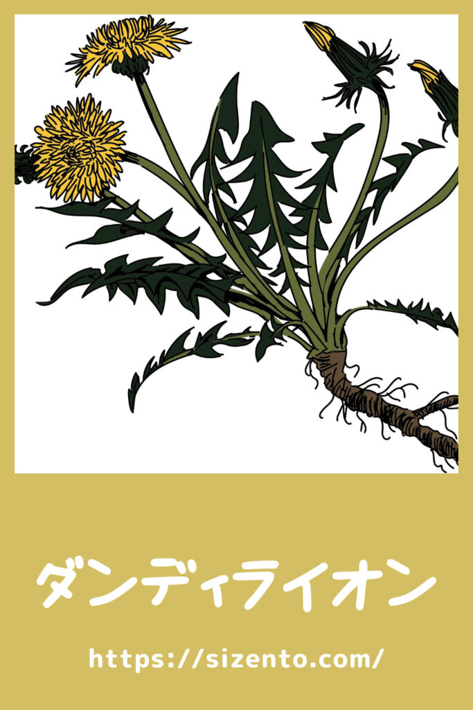 ハーブ：ダンディライオン - SIZENTO